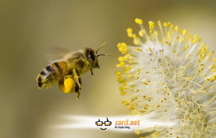 Arılar Hakkında 7 İlginç Bilgi – Yeni Nesil Zarif