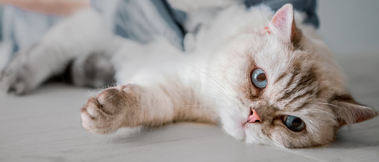 Dişi Kedi Ne Zaman Kısırlaştırılmalı? – Yeni Nesil Zarif