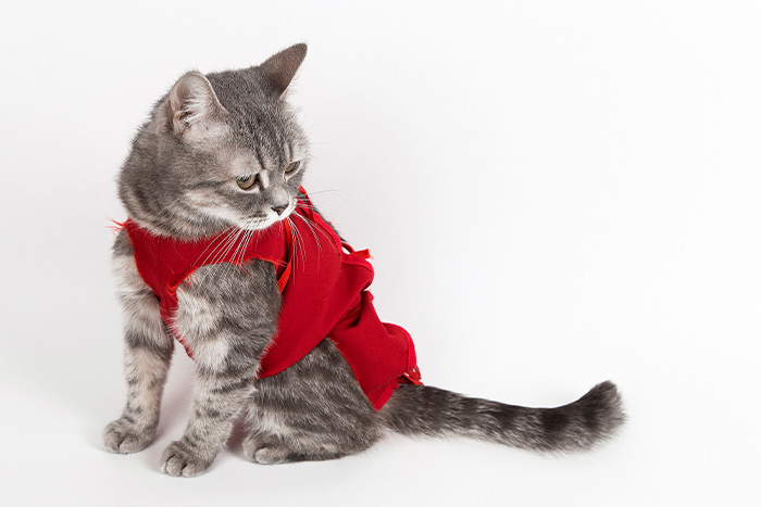 Dişi Kedi Ne Zaman Kısırlaştırılmalı? – Yeni Nesil Zarif
